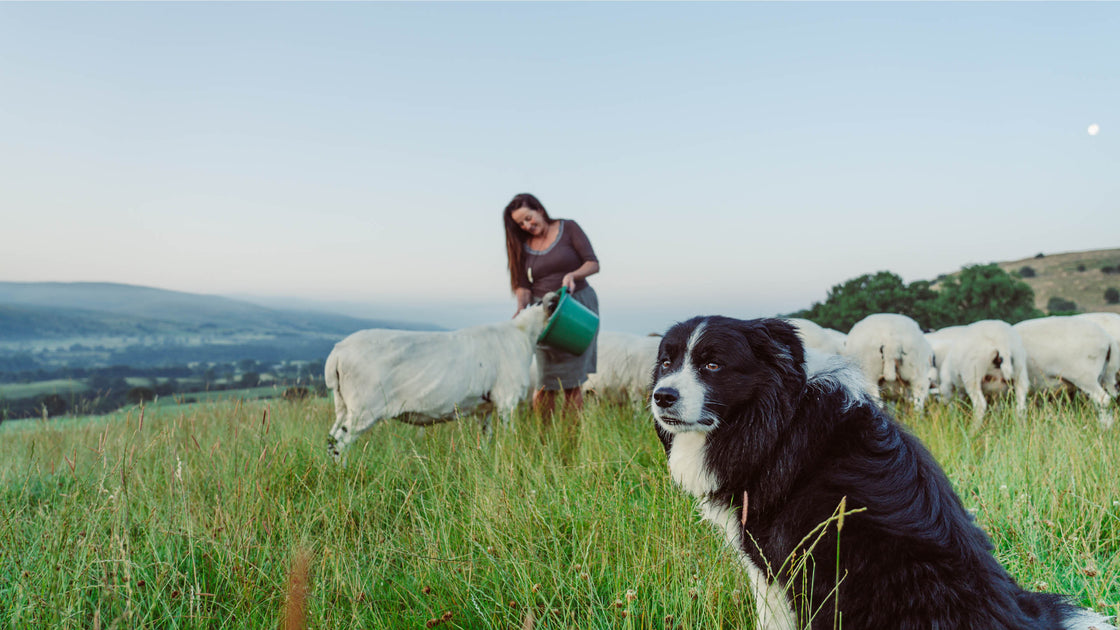 Stanley Stories | Shepherdess Alison is Built For Life | Stanley